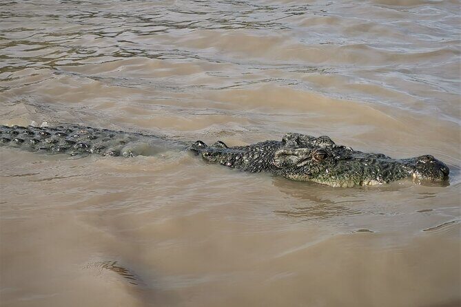Jumping Croc Cruise, Berry Springs, Fogg Dam & Humpty Doo Pub - The Sum Up