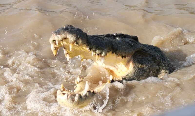 Jumping Croc Cruise, Berry Springs,Fogg Dam & Humpty Doo Pub - Practical Details and Considerations