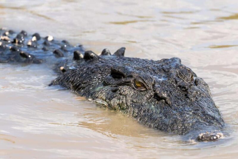 Jumping Crocodile Cruise from Darwin Half-Day Scenic Trip - FAQ