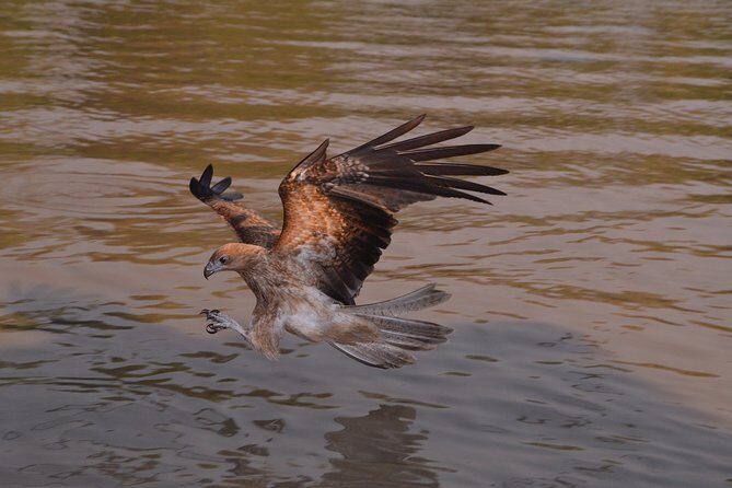 Jumping Crocodile Cruise with lunch - Key Points