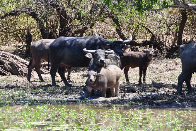Jumping Crocodile Cruise with lunch - A Closer Look at the Tour Experience