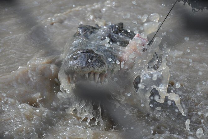 Jumping Crocodile Cruise with lunch - Who Is This Tour Best Suited For?