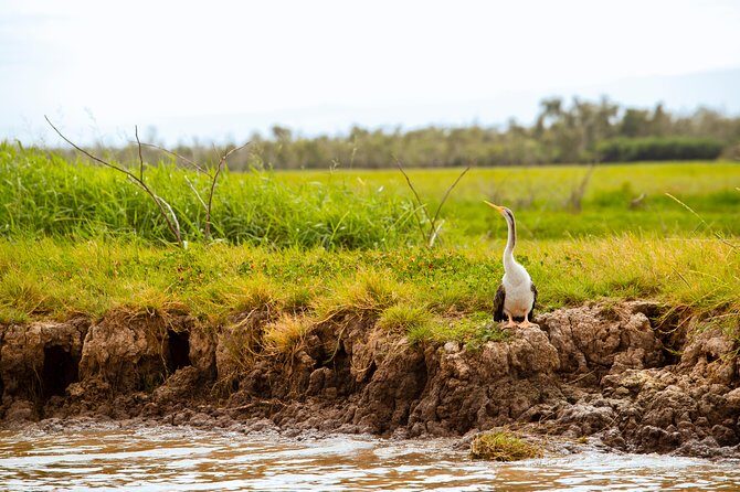 Jumping Crocs & Nature Adventure Cruise from Darwin - The Practical Side: Transportation, Timing, and Value