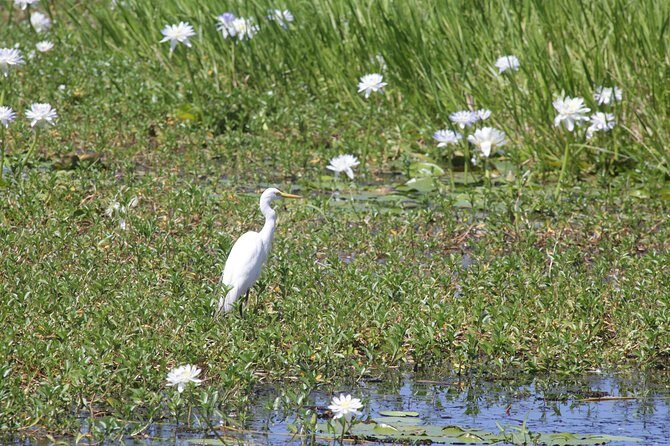 Jumping Crocs & Nature Adventure Cruise from Darwin - Insights from Travelers’ Reviews