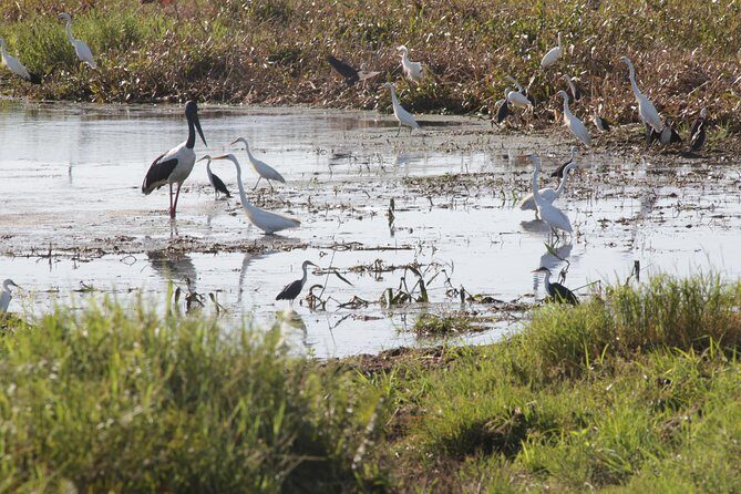 Jumping Crocs & Nature Adventure Cruise from Darwin - The Sum Up: Who Will Love This Tour?