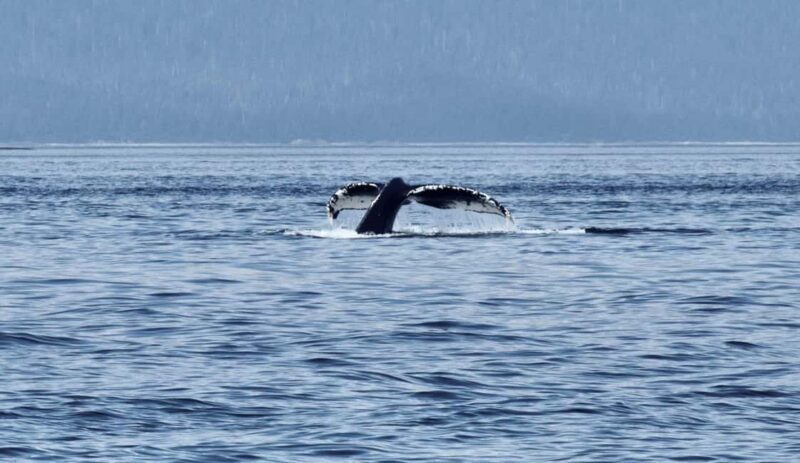 Juneau: 3.5-Hour Small Group Whale Watching Tour - The Authenticity Factor
