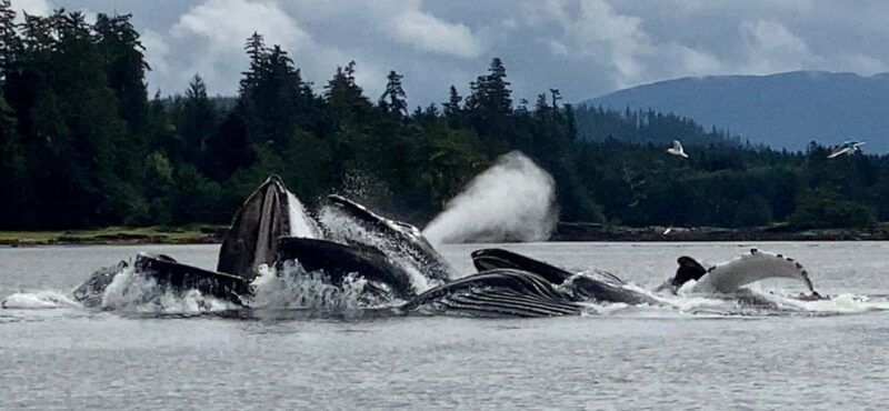 Juneau: 3-hour jet ski glacier view and whale watch - Key Points