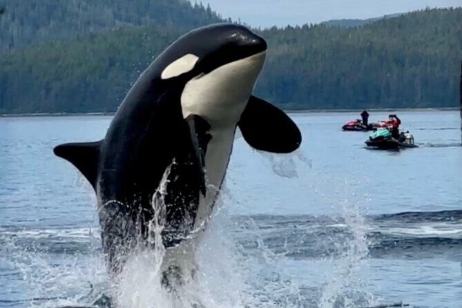 Juneau Jetski & Whale Adventure - What the Equipment & Guides Mean for You