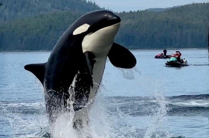 Juneau Jetski & Whale Adventure - Pricing and Value Considerations