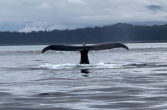 Juneau Jetski & Whale Adventure - Final Thoughts
