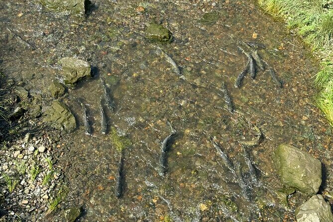 Juneau Private Bike Tour with Glacier Views and Sightseeing - A Detailed Look at the Tour Experience