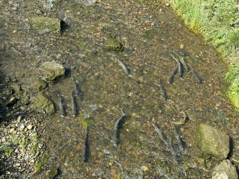 Juneau: Private Bike Tour with Glacier Views & Hatchery Stop - In-Depth Itinerary Breakdown