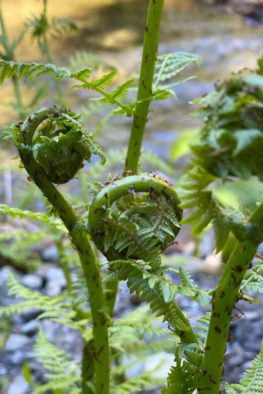 Juneau: Rainforest Photo Safari on a Segway - Coastline and Wildlife: A Living Canvas
