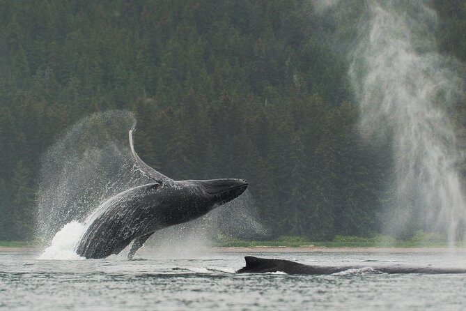 Juneau Shore Excursion: Paddle with Whales Kayak Adventure - An Inside Look at the Juneau Kayak Adventure