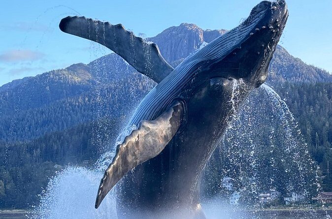 Juneau Top Sight Seeing Private Tour - Who Should Consider This Tour