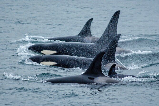 Juneau Whale Watch Adventure - Key Points