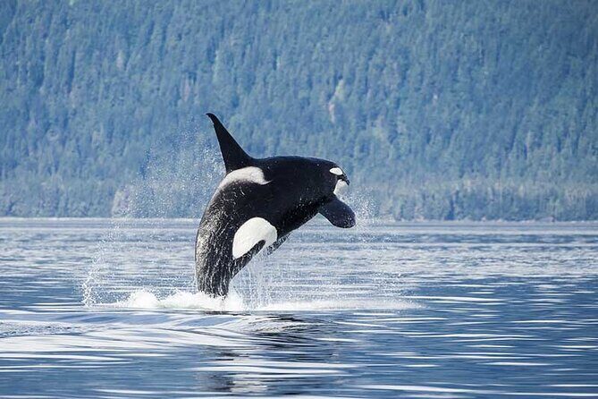 Juneau Whale Watch Adventure - In-Depth Look at the Juneau Whale Watch Adventure