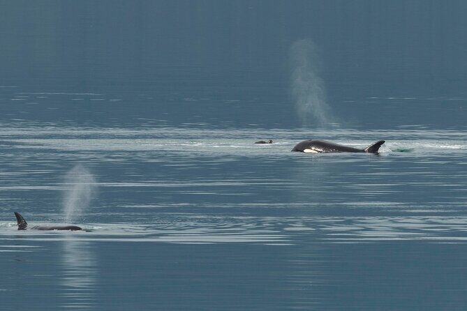 Juneau Whale Watch and Wildlife Quest - Key Points