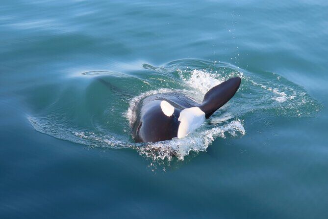 Juneau Whale Watch and Wildlife Quest - Who Should Consider This Tour?