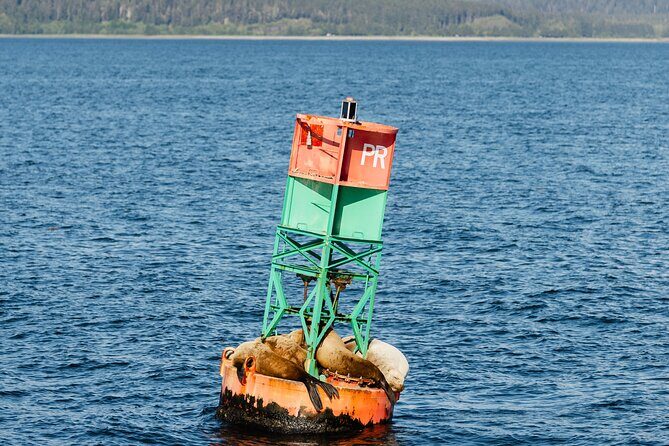 Juneau Whale Watch and Wildlife Quest - The Sum Up: Who Is This Tour Perfect For?