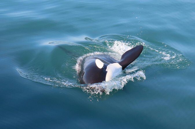 Juneau Whale Watch and Wildlife Quest - FAQ