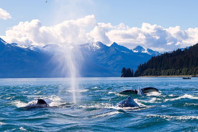 Juneau Whale Watching Adventure - The Itinerary: From Pier to Marine Marvels
