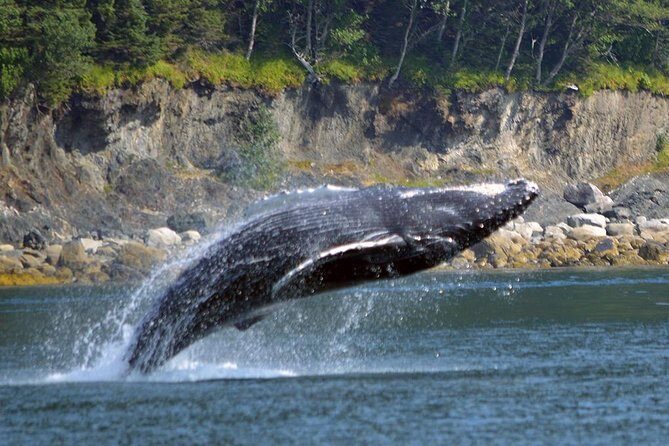 Juneau Whale Watching Adventure - Possible Drawbacks & Considerations
