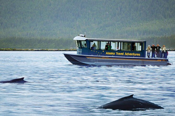 Juneau Whale Watching Adventure - The Value of the Experience