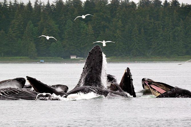 Juneau Whale Watching Adventure - Who Will Love This Tour?