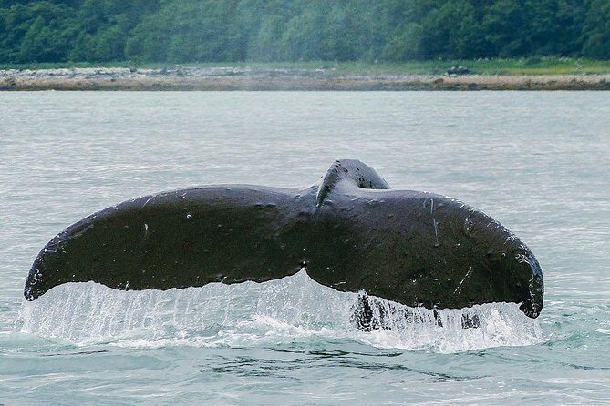 Juneau Whale Watching Adventure - FAQ
