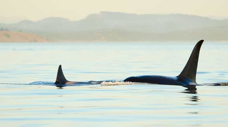 Juneau: Whale Watching and Mendenhall Glacier Day Trip - Key Points: