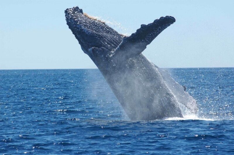 Juneau: Whale Watching and Mendenhall Glacier Day Trip - An In-Depth Look at the Tour