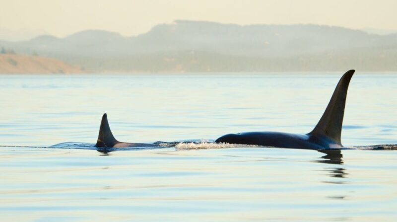 Juneau: Whale Watching and Mendenhall Glacier Day Trip - Frequently Asked Questions