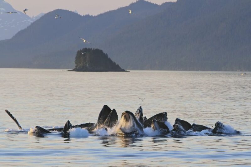 Juneau: Whale Watching and Mendenhall Glacier Day Trip - Who Will Get the Most Out of This Tour?