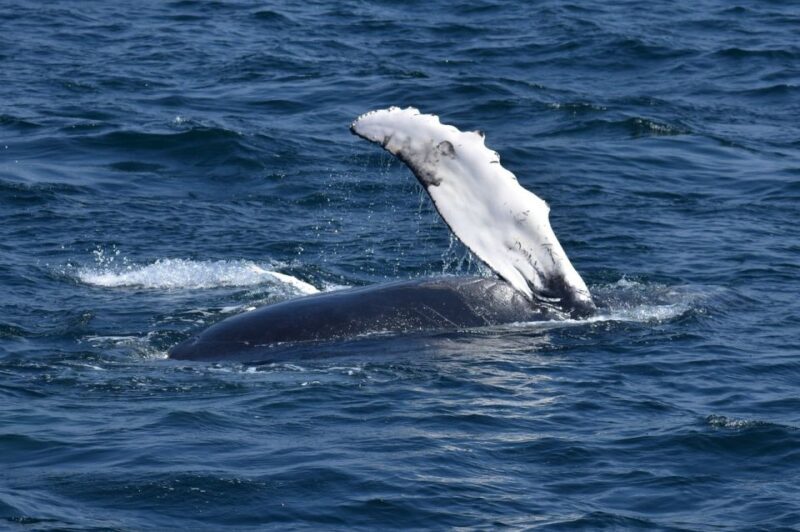 Juneau: Whale Watching and Mendenhall Glacier Day Trip - FAQ