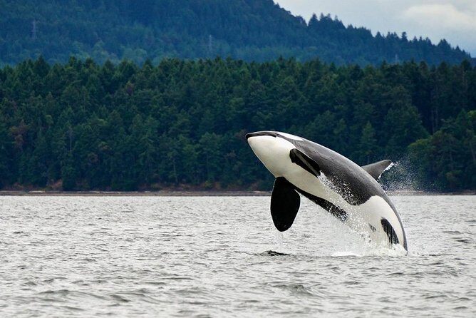 Juneau Whale Watching and Salmon Bake - The Itinerary: What to Expect Step-by-Step