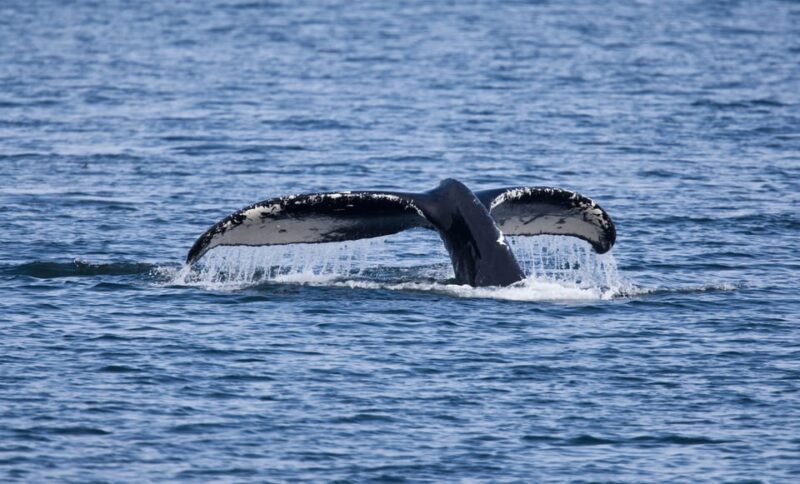 Juneau: Whale Watching and Wildlife Cruise with Local Guide - Key Points