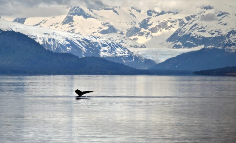 Juneau: Whale Watching and Wildlife Cruise with Local Guide - An In-Depth Look at the Experience