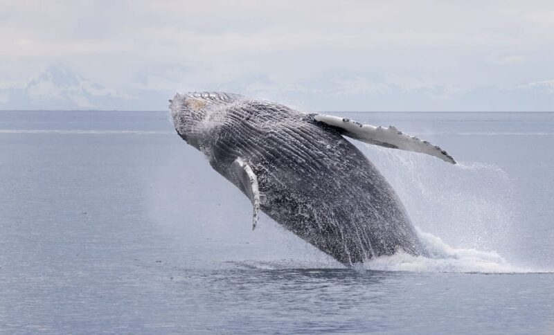 Juneau: Whale Watching and Wildlife Cruise with Local Guide - Authentic Feedback from Travelers
