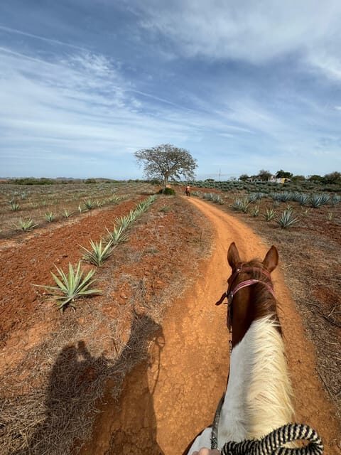 Jungle and beach horseback ride + lunch + mezcal - Transportation, Timing, and Group Size
