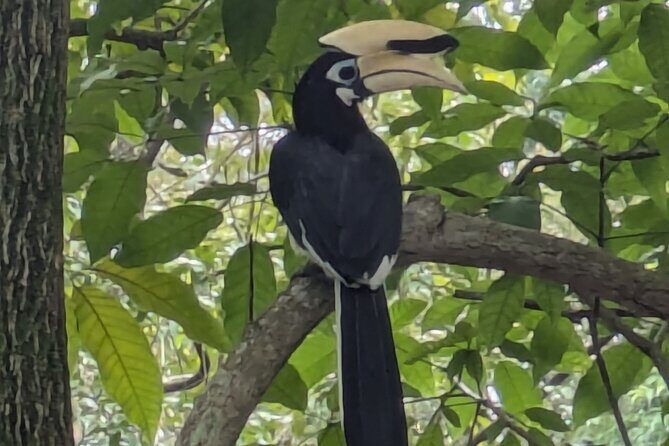 Jungle and Heritage Walk in Singapore - Why This Tour Stands Out