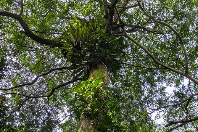 Jungle and Heritage Walk in Singapore - The Sum Up: Who Will Love This Tour?