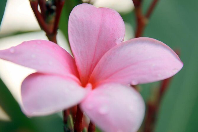 Jungle Bike Tour - FAQ