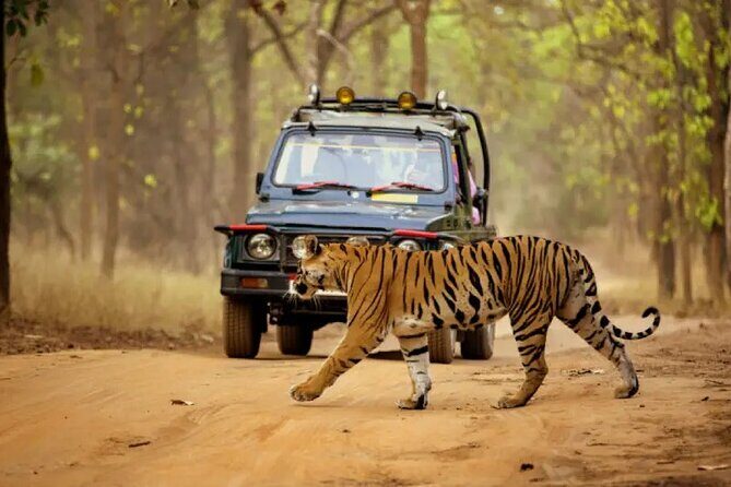 Jungle Diaries Tadoba Wildlife Tour - Key Points