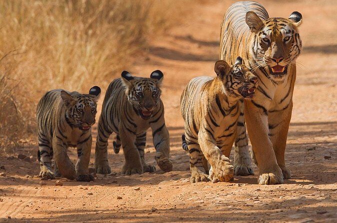 Jungle Diaries Tadoba Wildlife Tour - Transportation and Logistics