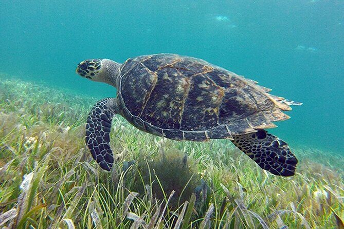 Jungle excursion EN Cancun (NO taxes included) - What travelers might think