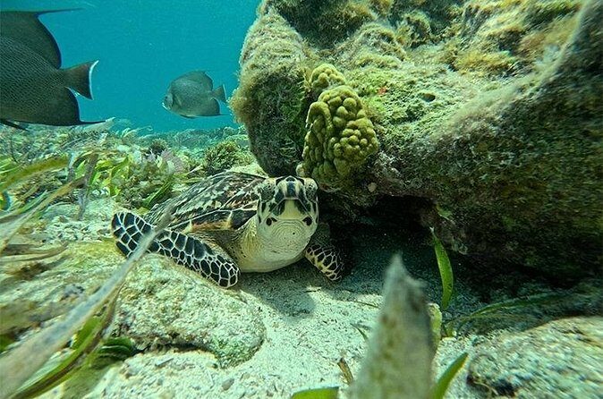 Jungle excursion EN Cancun (NO taxes included) - FAQ