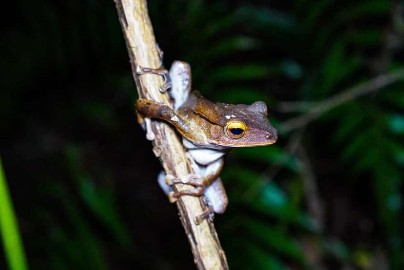 Jungle Night Walk - Explore Phong Nhas Nocturnal Nature - Key Points