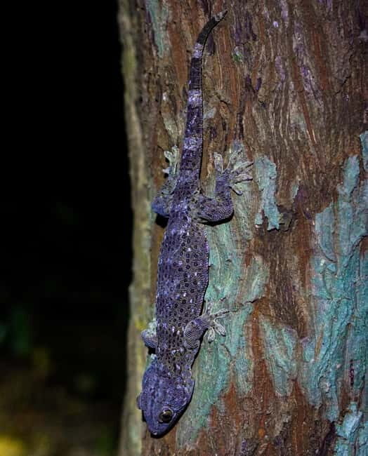 Jungle Night Walk - Explore Phong Nhas Nocturnal Nature - An In-Depth Look at the Jungle Night Walk Experience