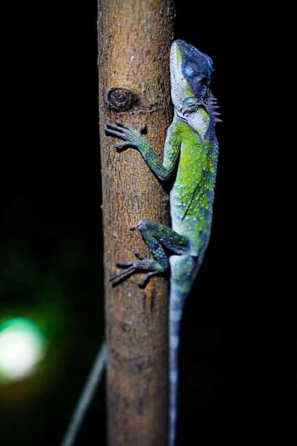 Jungle Night Walk - Explore Phong Nhas Nocturnal Nature - The Sum Up